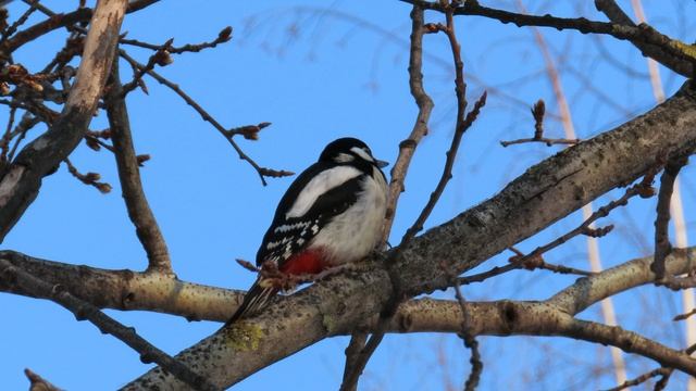 Большой пёстрый дятел, Крылатское, 10 февраля 2024