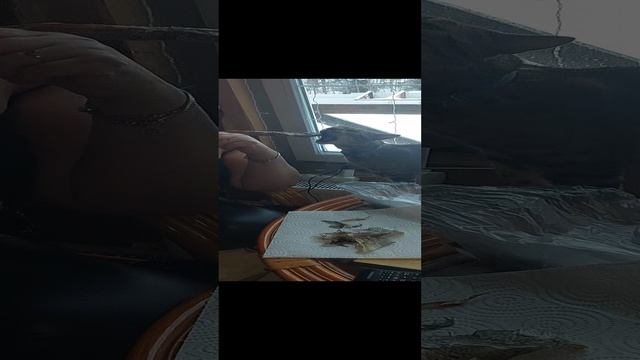 Зефирка и корюшка