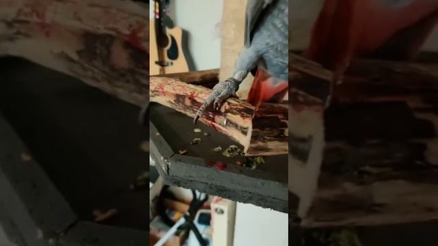 Результат неправильного маникюра! Постригли ноготок и задели сосуд. Краснохвостый попугай (жако)