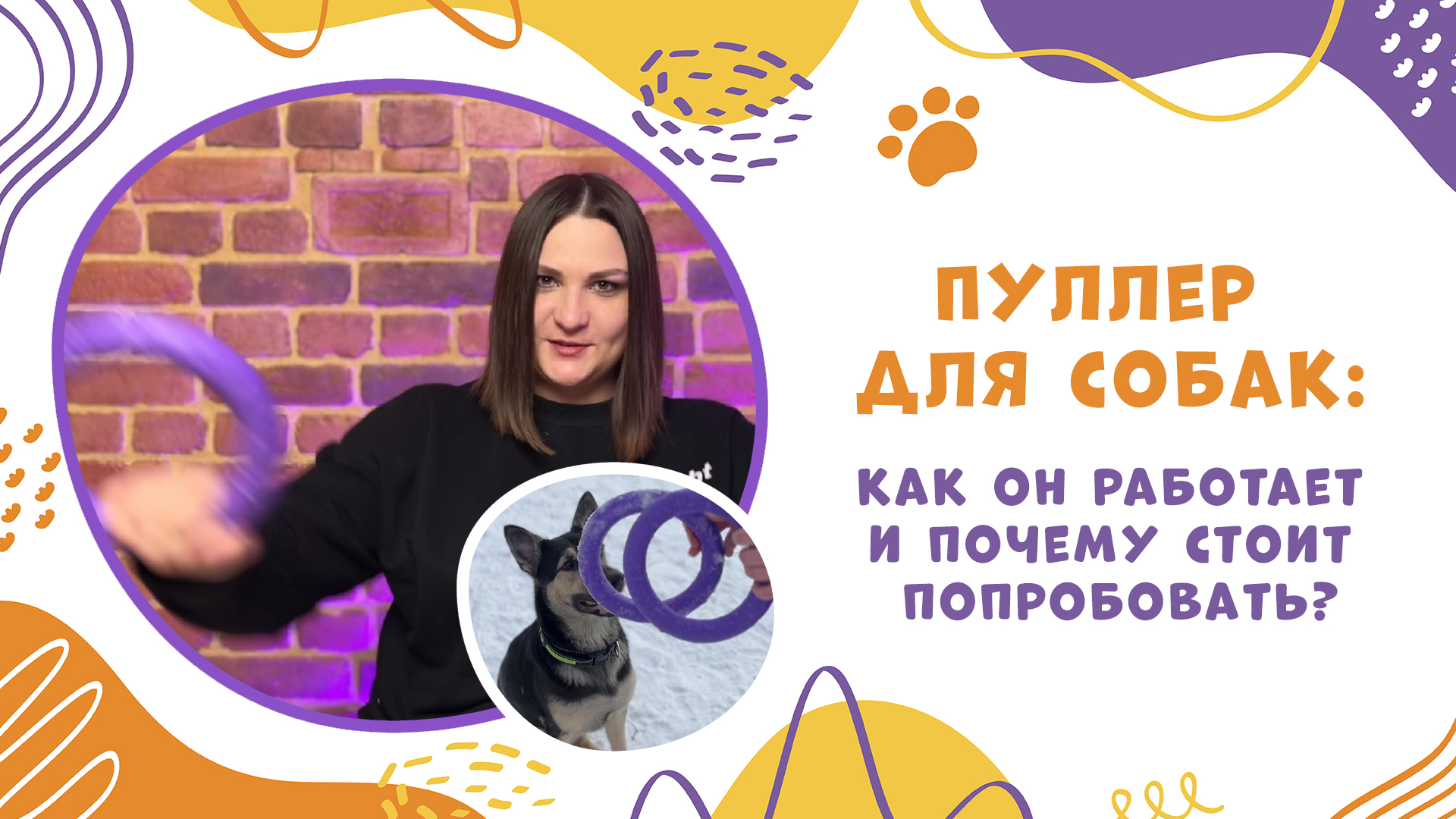 Откройте новый уровень активности для своей собаки с Puller: история, преимущества и применение