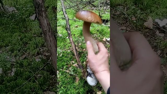 Приятные моменты тихой охоты