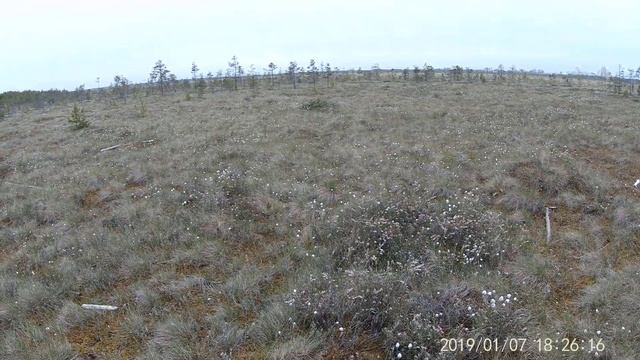 Сестрорецкое болото. Часть 2.