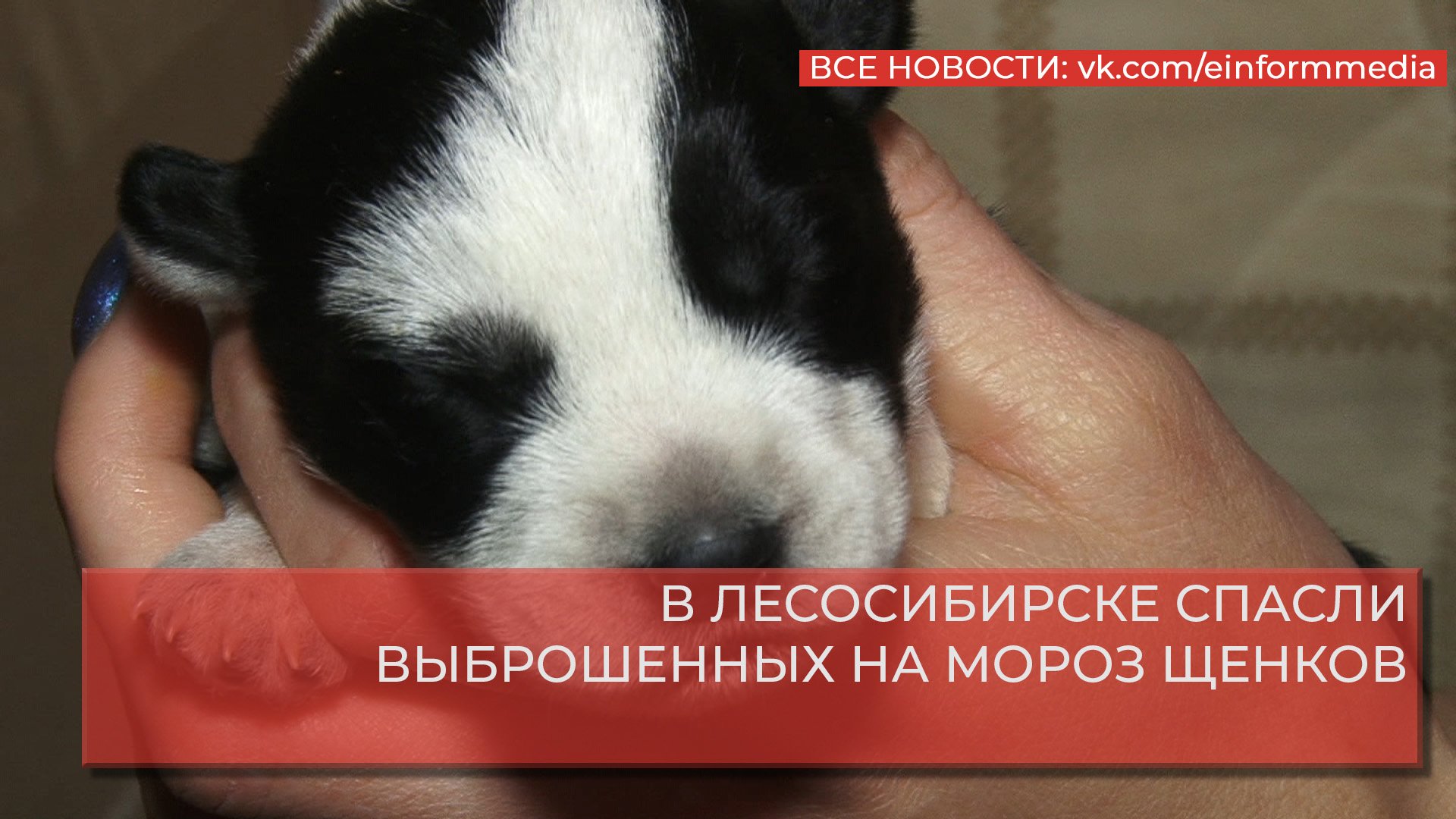 В ЛЕСОСИБИРСКЕ СПАСЛИ ВЫБРОШЕННЫХ НА МОРОЗ ЩЕНКОВ.mp4