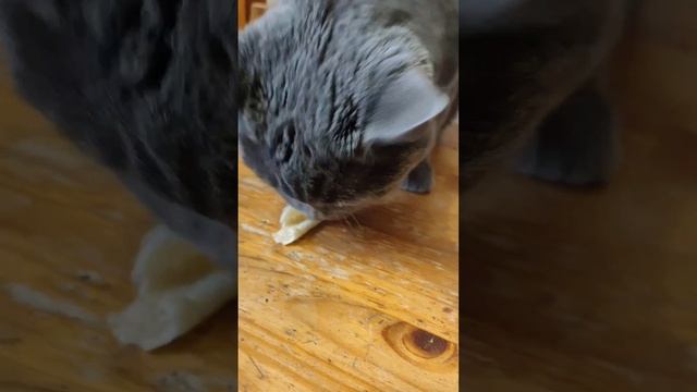 Кошка Буся с удовольствием лопает ? блины #shorts