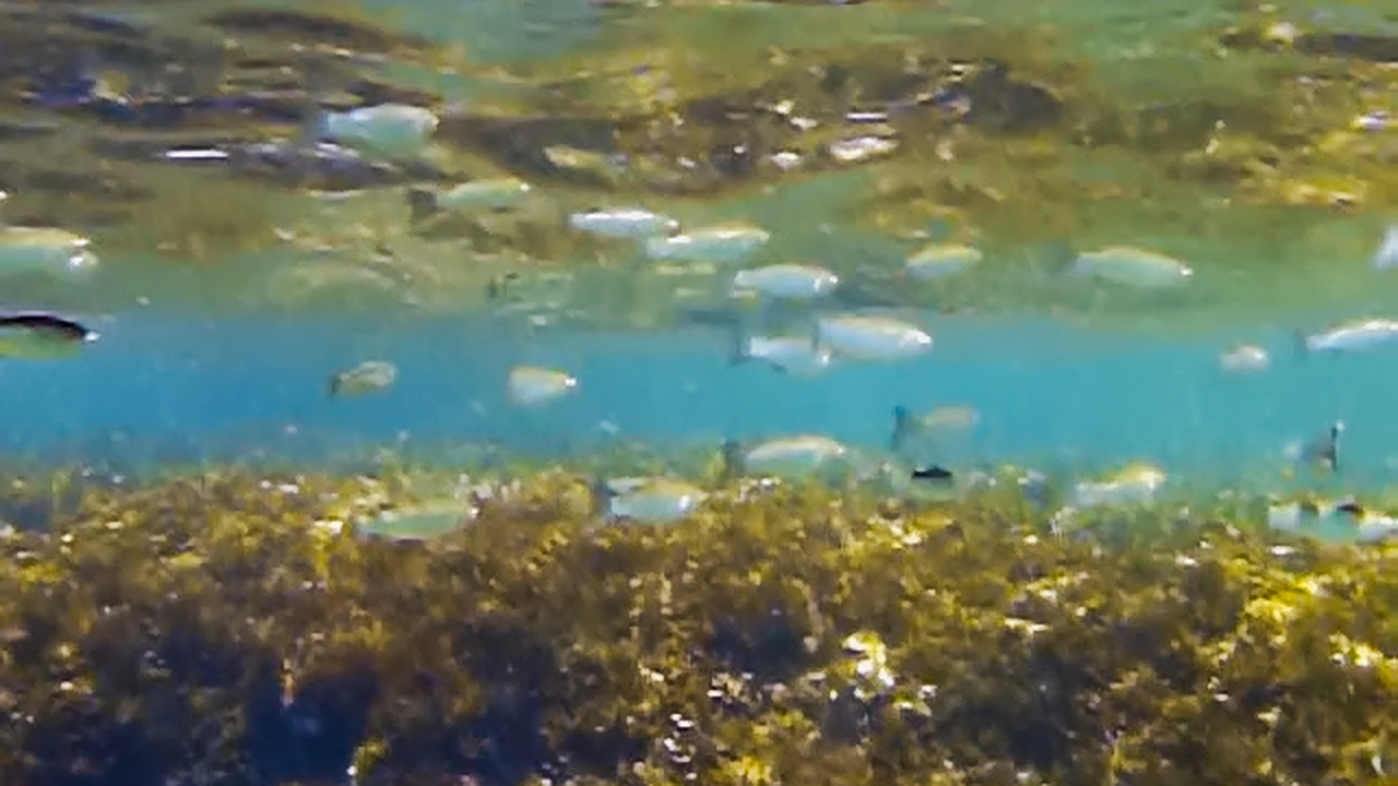 Подводная съёмка Cala Marcal