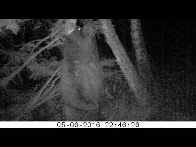 "Медвежья территория"