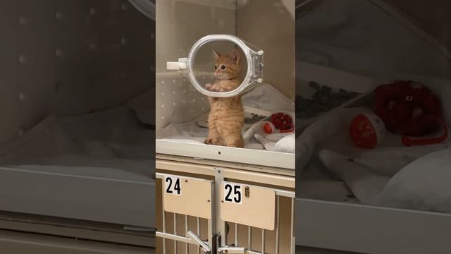 Выбирает себе человека