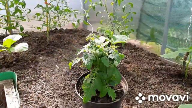 25-26.04.24. Первые помидорки. Высаживаю розы и нарцисы. Защелки.