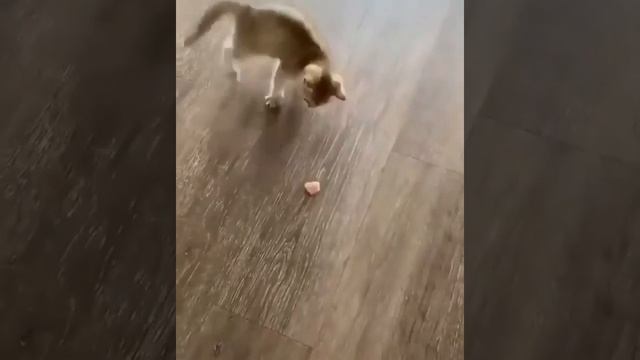 Котэ очень рад добыче!