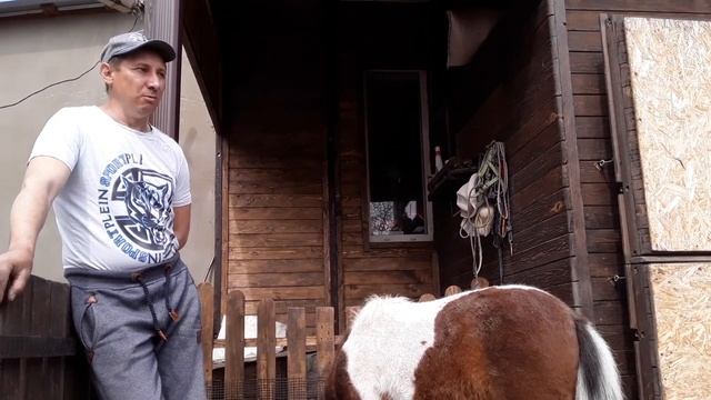 Зачем Нам Нужен Конь. Американская Миниатюрная Лошадка. Ответы на Вопросы / Лошадь