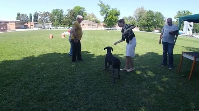 23-05-21 Выставка собак всех пород ранга САС г. Таганрог _ВЕСНА ТАГАНЬЕГО РОГА-2021_.mp4