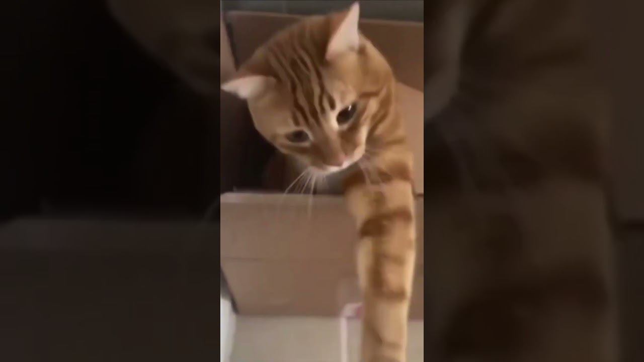 Смешные животные/ Руки прочь - это моя коробка #shorts #животные #кошки #собаки  #животные