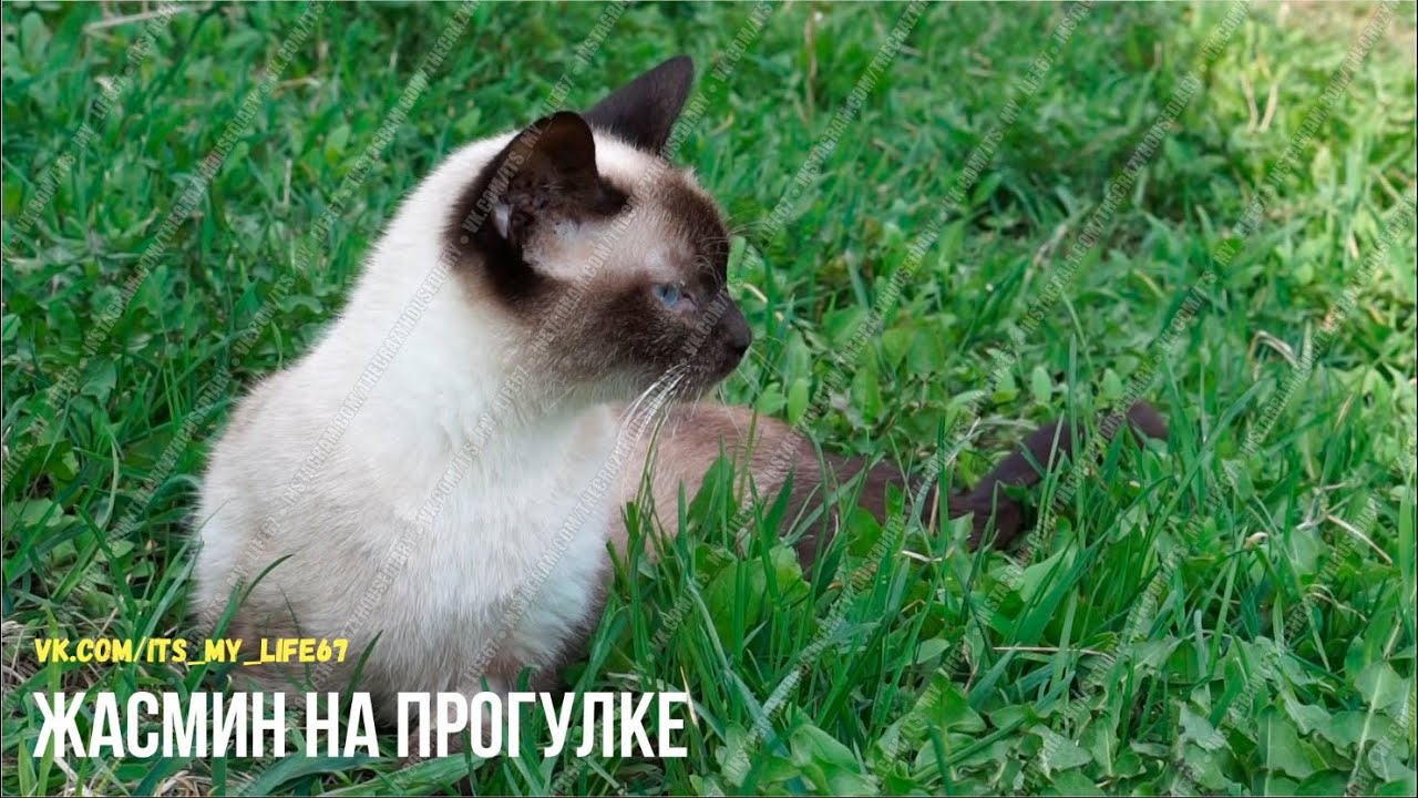 Жасмин на прогулке