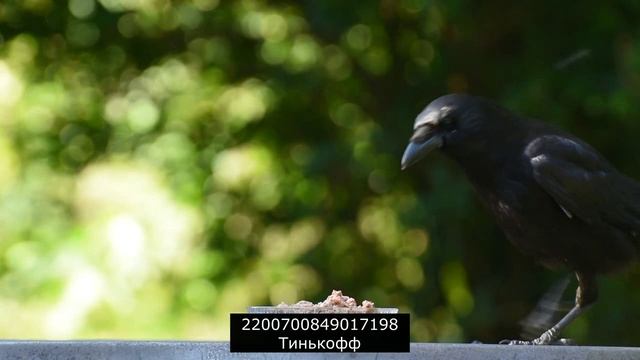 Общение с биомусором. Продолжение/разговоры с коллекторами