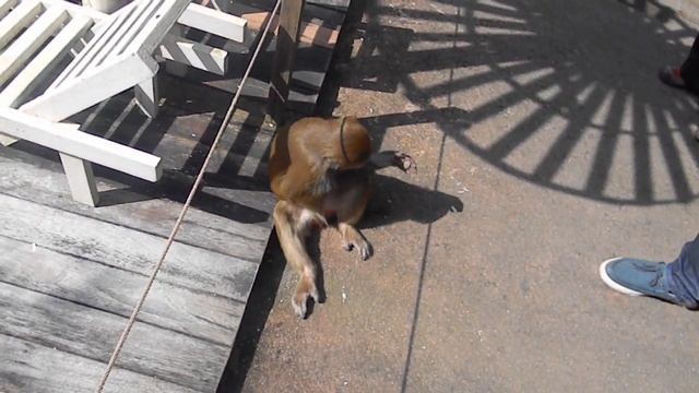 Немного эротики. Самец!!!.mp4