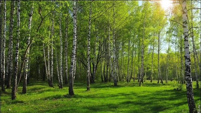 Березовая роща.mp4