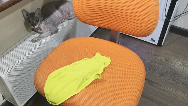 Как почистить обивку стула?