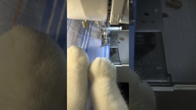 02-03-2024 кот швея