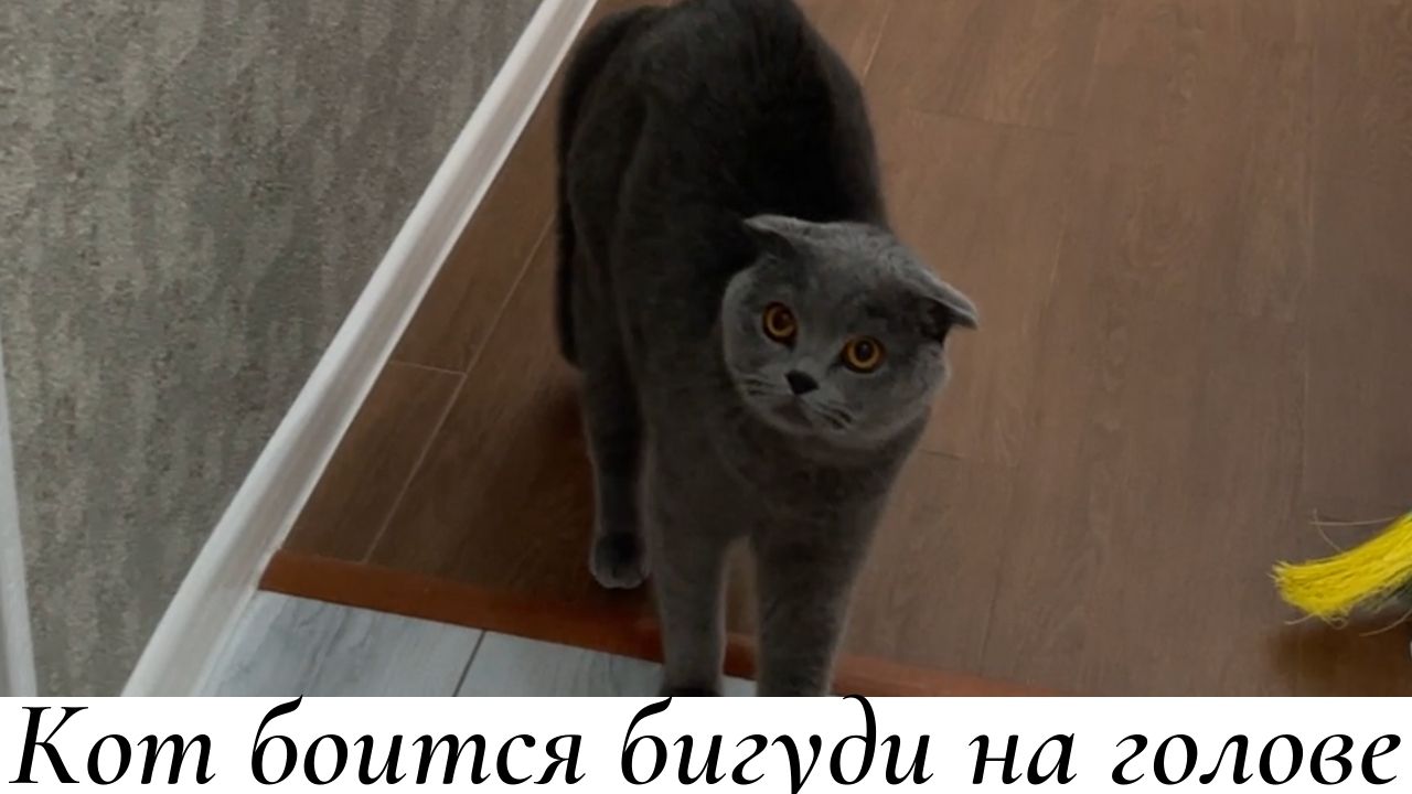 Кот боится бигуди на голове