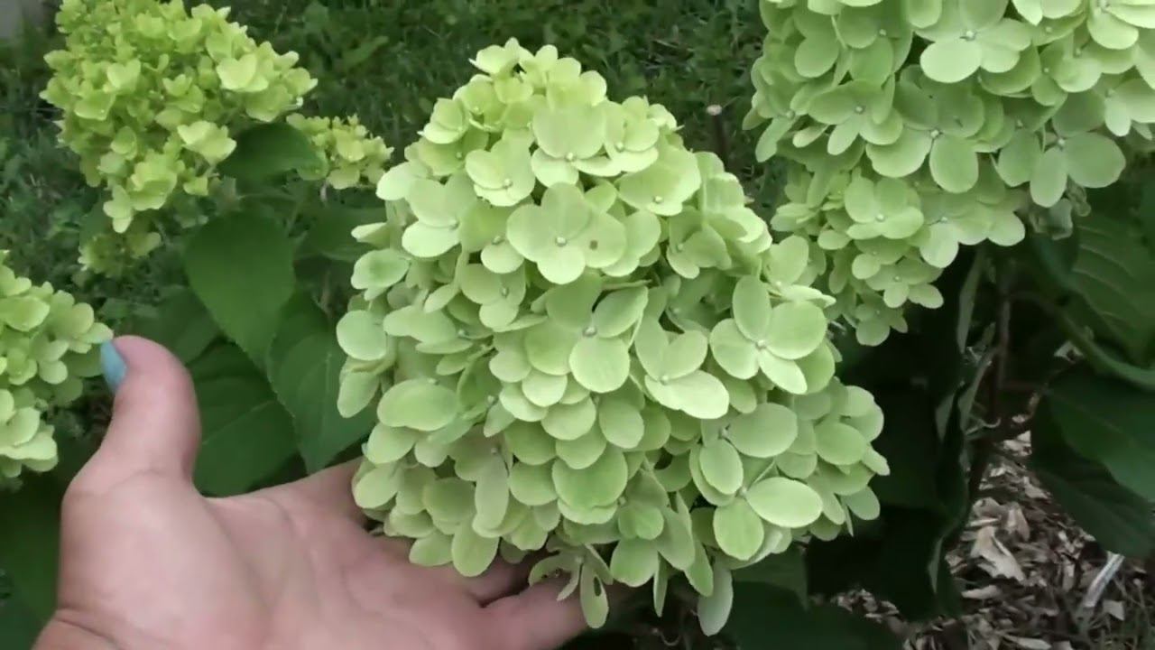 Почему гортензия не окрасилась в малиновый цвет ?