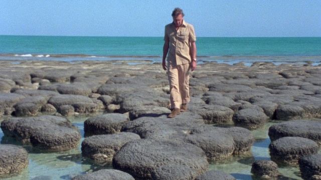 Жизнь на Земле 1 серия «Бесконечное разнообразие» (документальный сериал, 1979)