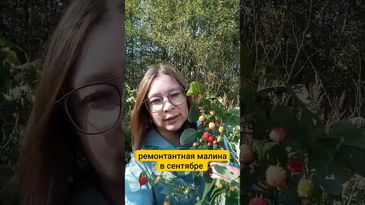 Ремонтантна малина сорт "Брянское диво". #дача #малина #ремонтантнаямалина