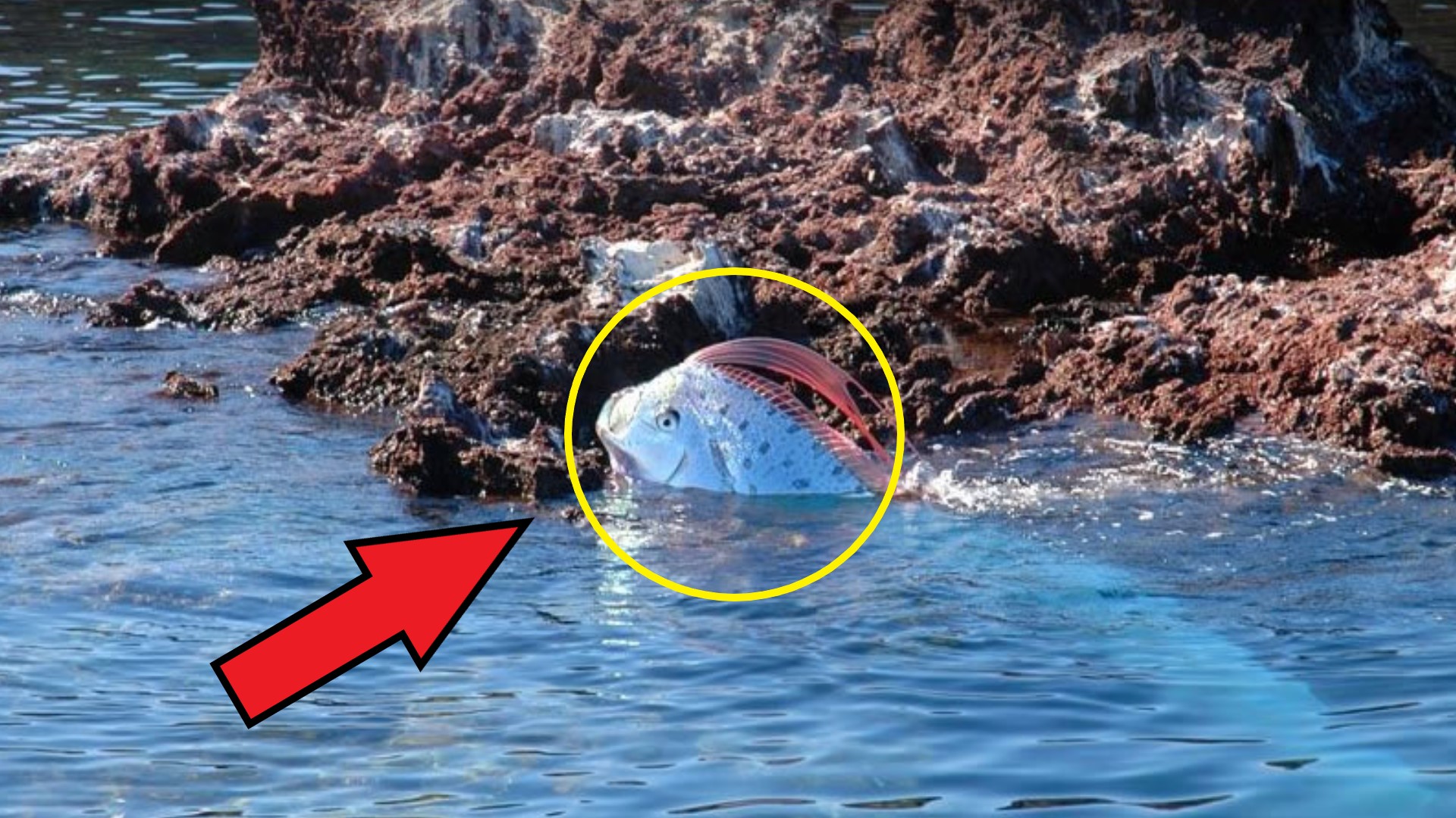 В России впервые за всё время увидели этого КОРОЛЯ у побережья!