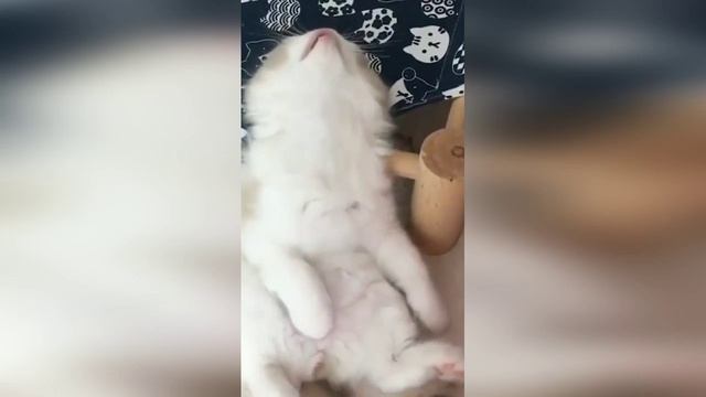 Самые смешные животные / Приколы с котами и собаками(# 59)#Shorts