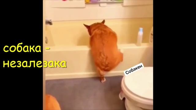 СОБАКИ - КУПАКИ : ))