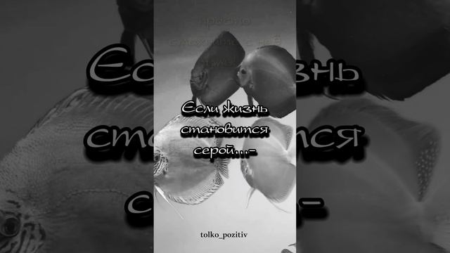 Если жизнь становится серой...