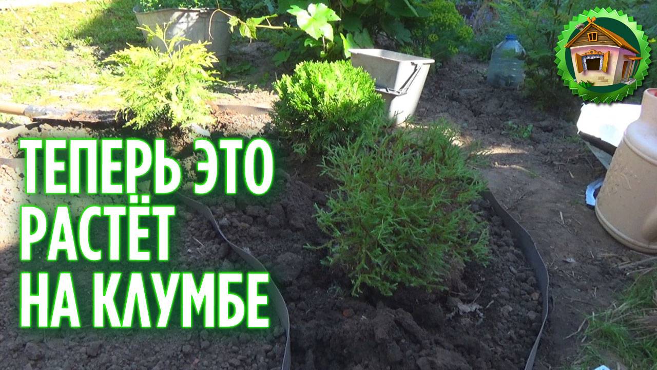 Что я посадила в новую клумбу. Новый цветник. 290 серия