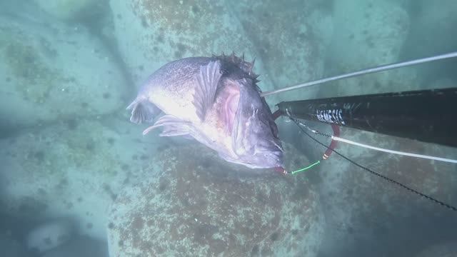 Залез в нору.