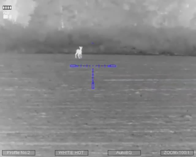 Охота на косуль 3