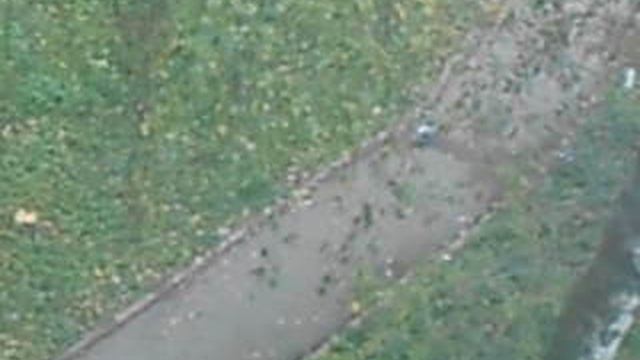 Голубь бежит по дорожке 46884 DSCN4806