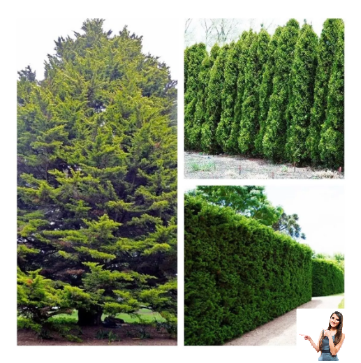 Кипарис Мексиканский (Cupressus Lusitanica) - руководство по проращиванию