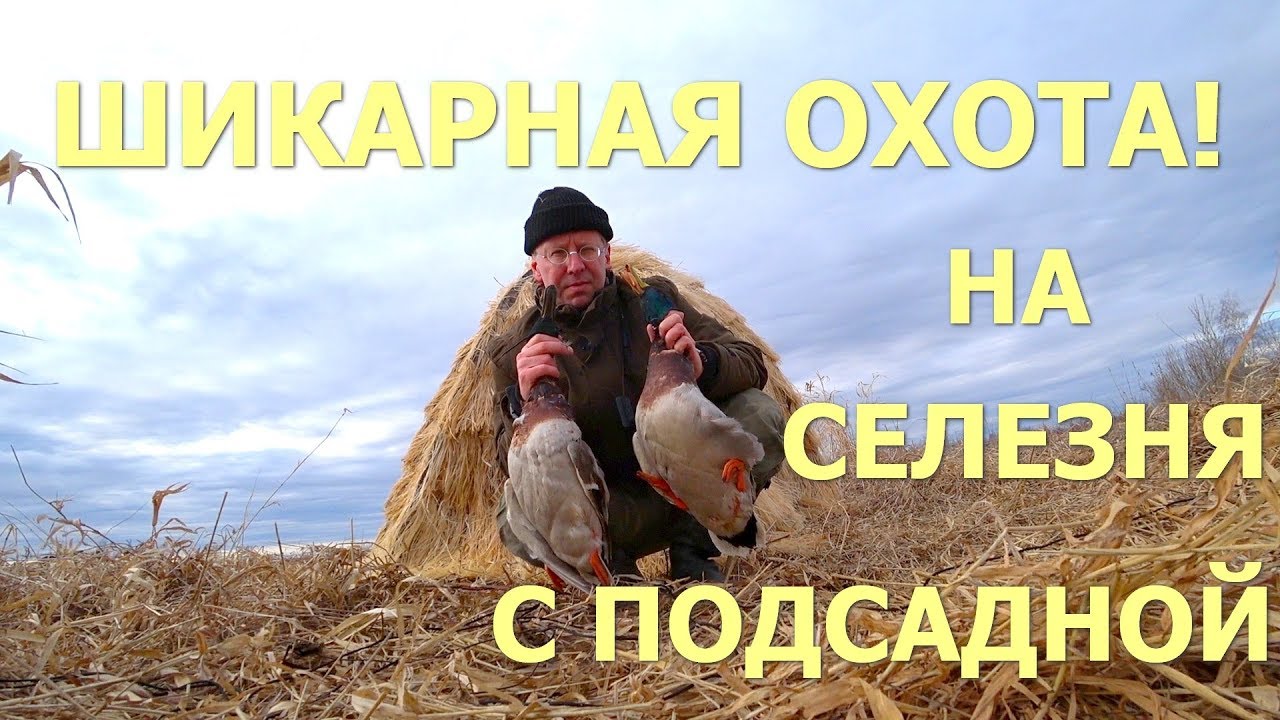 ШИКАРНАЯ ОХОТА!! Охота на селезня с подсадной уткой. День 3й. Бобры и тетерева на току.