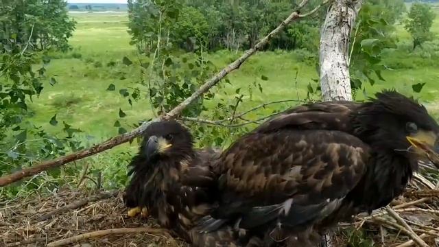 Птенцы орлана-белохвоста Haliaeetus albicilla - 2