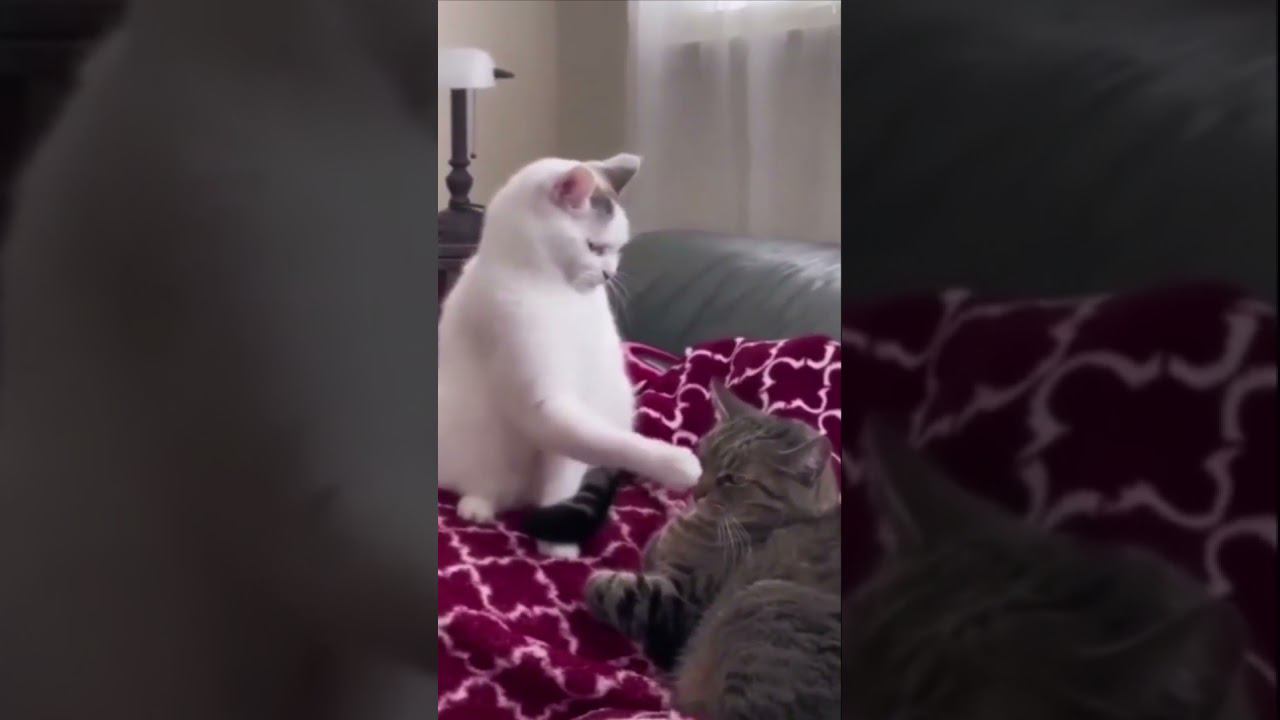 Смешные животные/  Как достать соседа? #shorts #животные #кошки #собаки  #животные