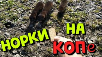 Пляжный поиск золота с металлоискателем XP . КОП лето