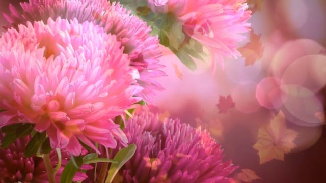 ПОЗДНИЕ АСТРЫ