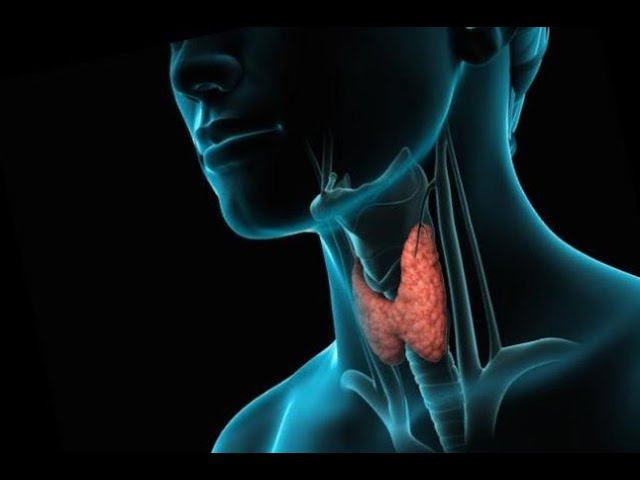 Щитовидная железа 2