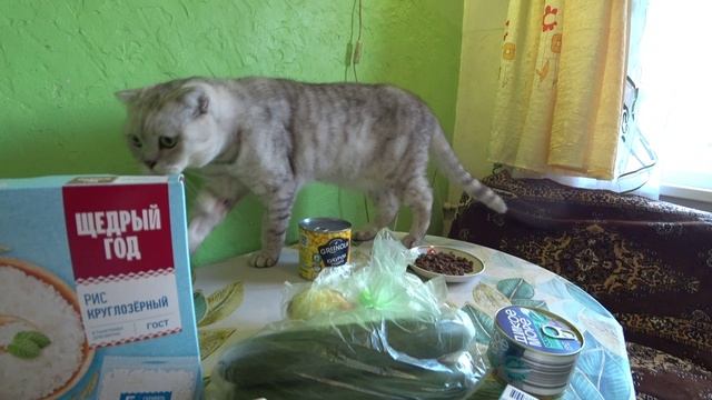 Жизнь кота на кухне. #кот