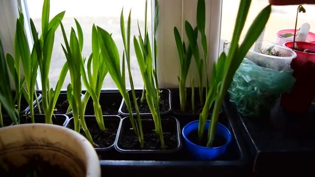 фрезии . две недели после посадки .