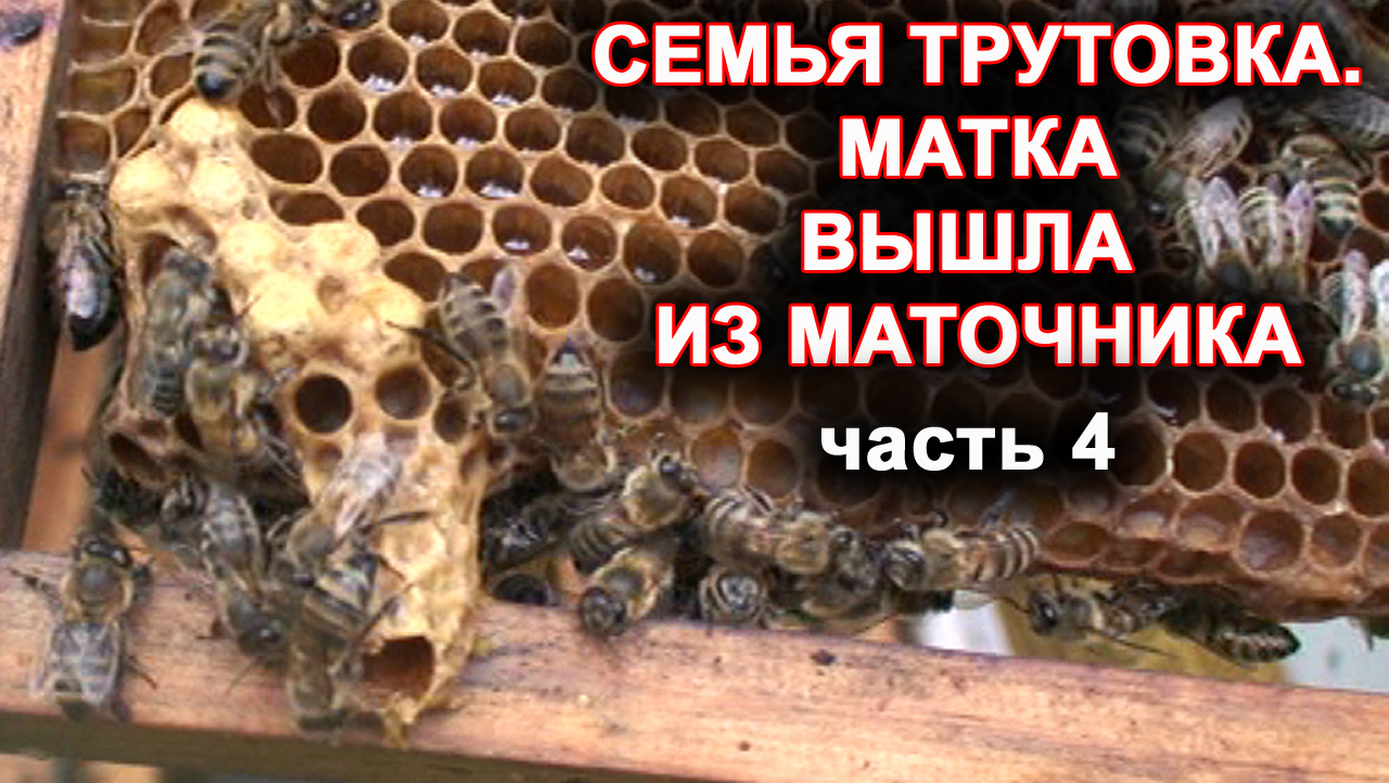 Семья трутовка. часть 4. Матка вышла из маточника.