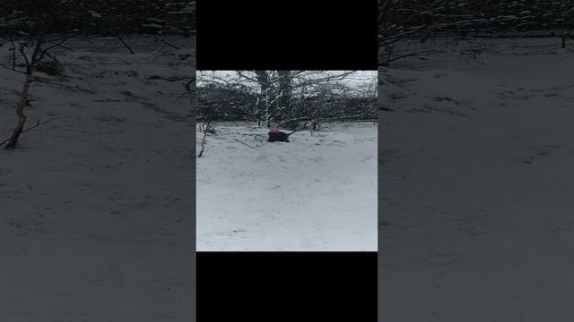 Никитской катаемся на горке 20221211 гуляем.