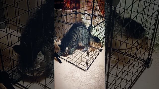 Умная кошка выбралась из клетки