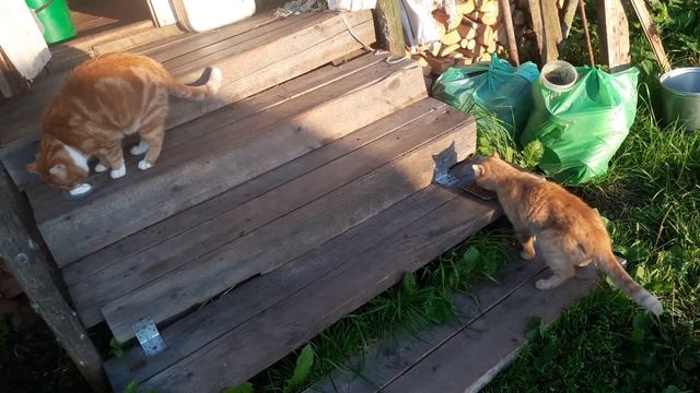 Рыжие коты кушают.