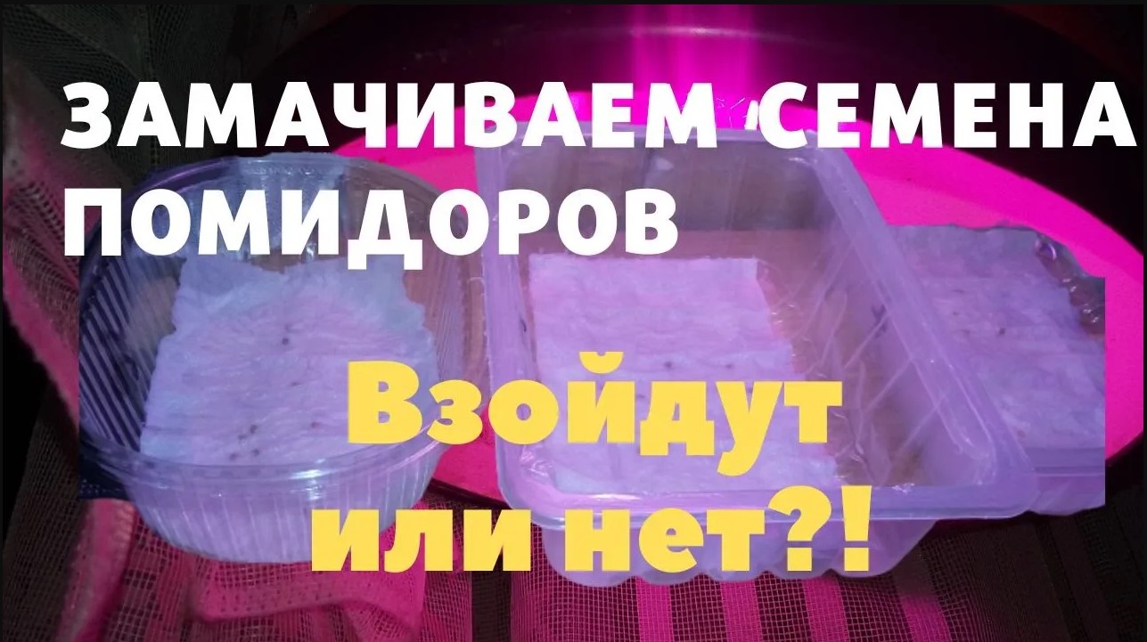 Как посадить семена помидор с замачиванием, надежный способ увидеть, какие семен