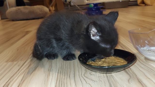 Кузя ест мясо