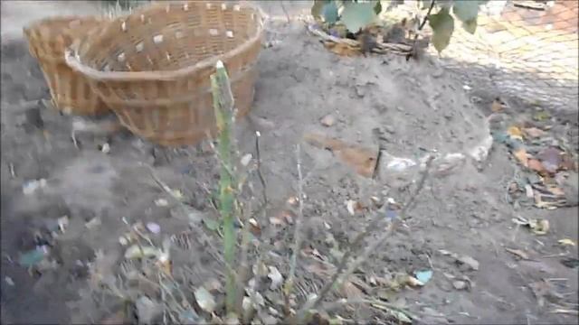 розы укрыли цветочными клумбами и дубовыми листьями.mp4